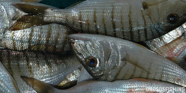 drosos-fishing-big1 - DrososFishing - Τα πάντα για το ψάρεμα