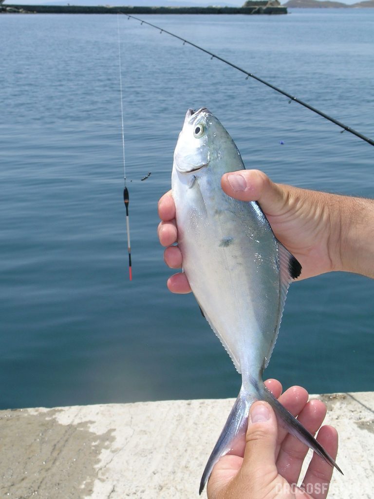 Λαβράκια: Με Τέχνη & με Δόλο - DrososFishing - Τα πάντα για το ψάρεμα