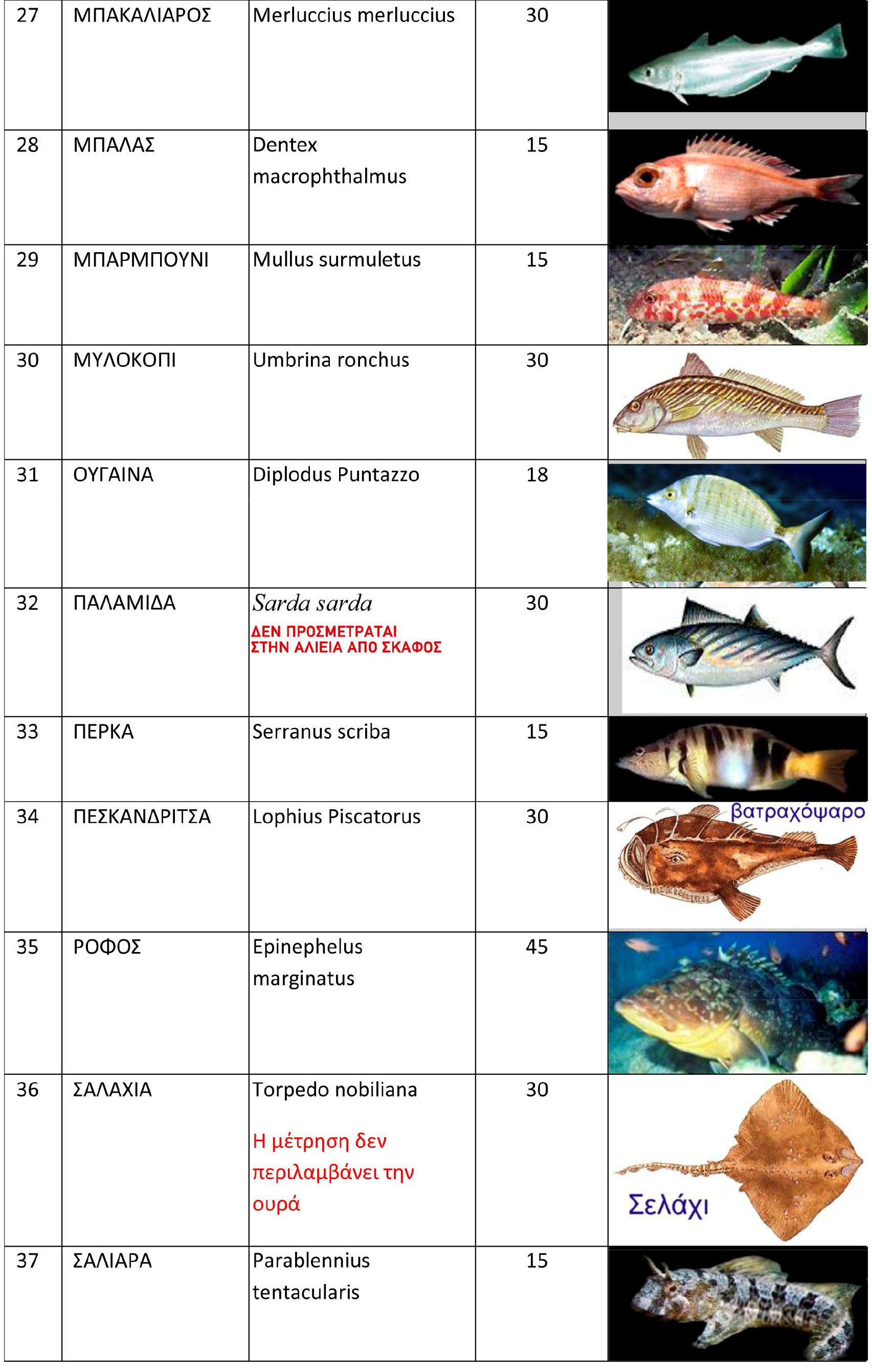 ΜΕΓΕΘΗ-ΑΛΙΕΥΜΑΤΩΝ-ΚΑΘΕΤΗΣ-ΑΠΟ-ΣΚΑΦΟΣ-drososfishing-3 - DrososFishing ...