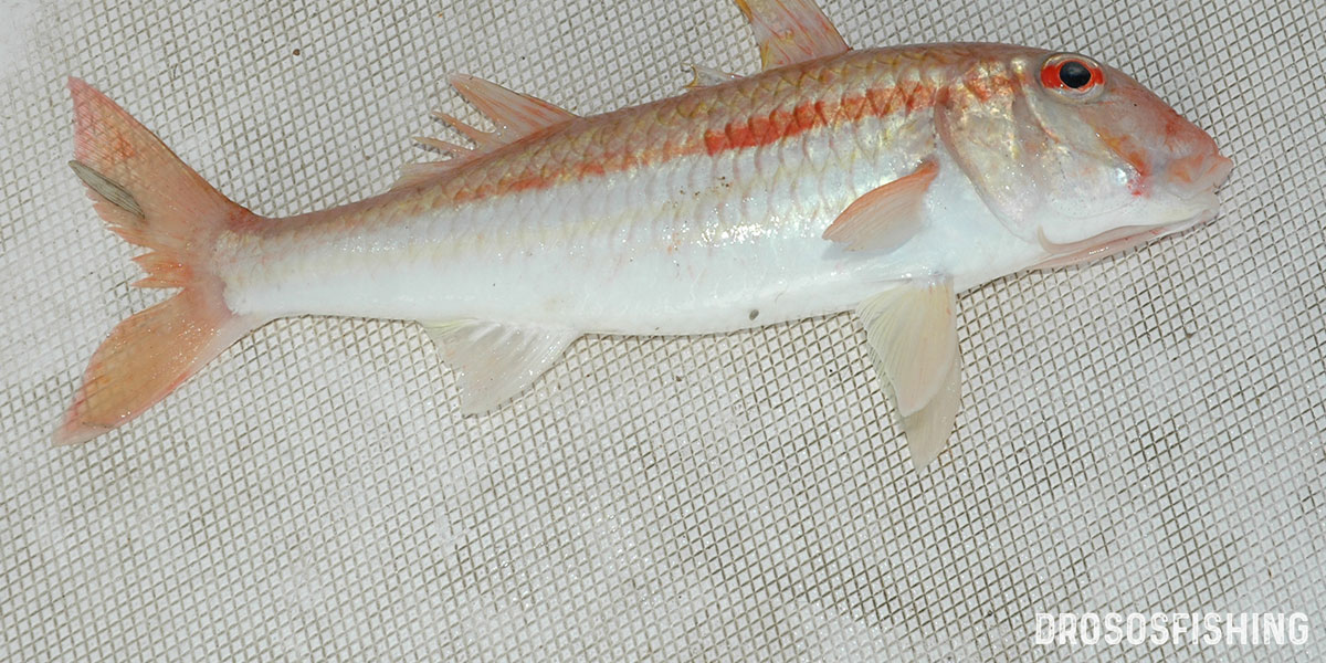 barbouni-katheti-drososfishing-big1 - DrososFishing - Τα πάντα για το ...