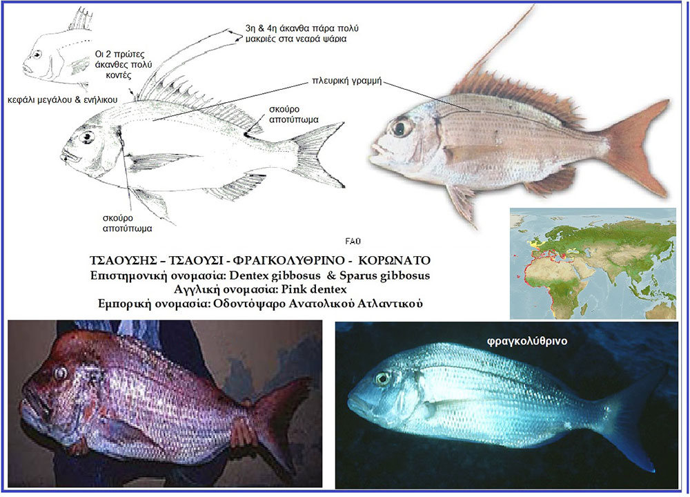 Τα κόκκινα Ψάρια των Εραστών της Καθετής - DrososFishing - Τα πάντα για ...