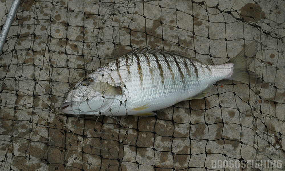 Βίντεο: Εγγλέζικο για Μουρμούρες & Λυθρίνια - DrososFishing - Τα πάντα ...