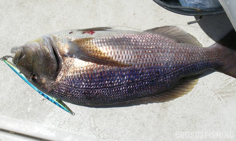 jigging-psaria-sinagrida-2-drososfishing - DrososFishing - Τα πάντα για ...