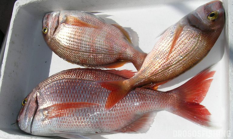 Αφιέρωμα: Φαγκρί, Τσαούσι & Τρόποι Ψαρέματος - DrososFishing - Τα πάντα ...