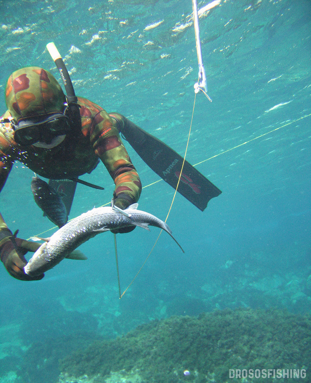psarotoufeko-kefalos-2d-drososfishing - DrososFishing - Τα πάντα για το ...
